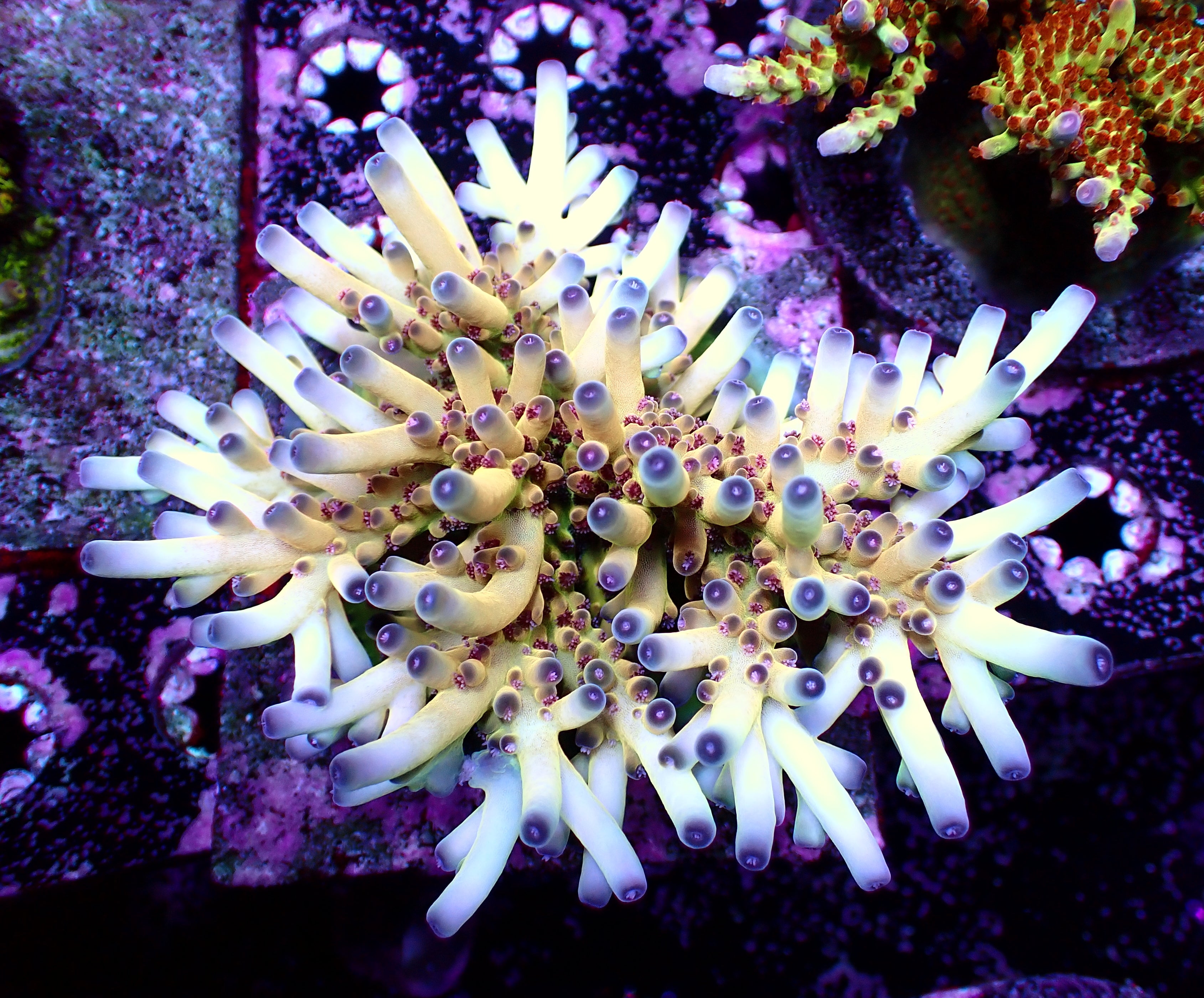 THERMAN Sublime Granulosa – SPS tank