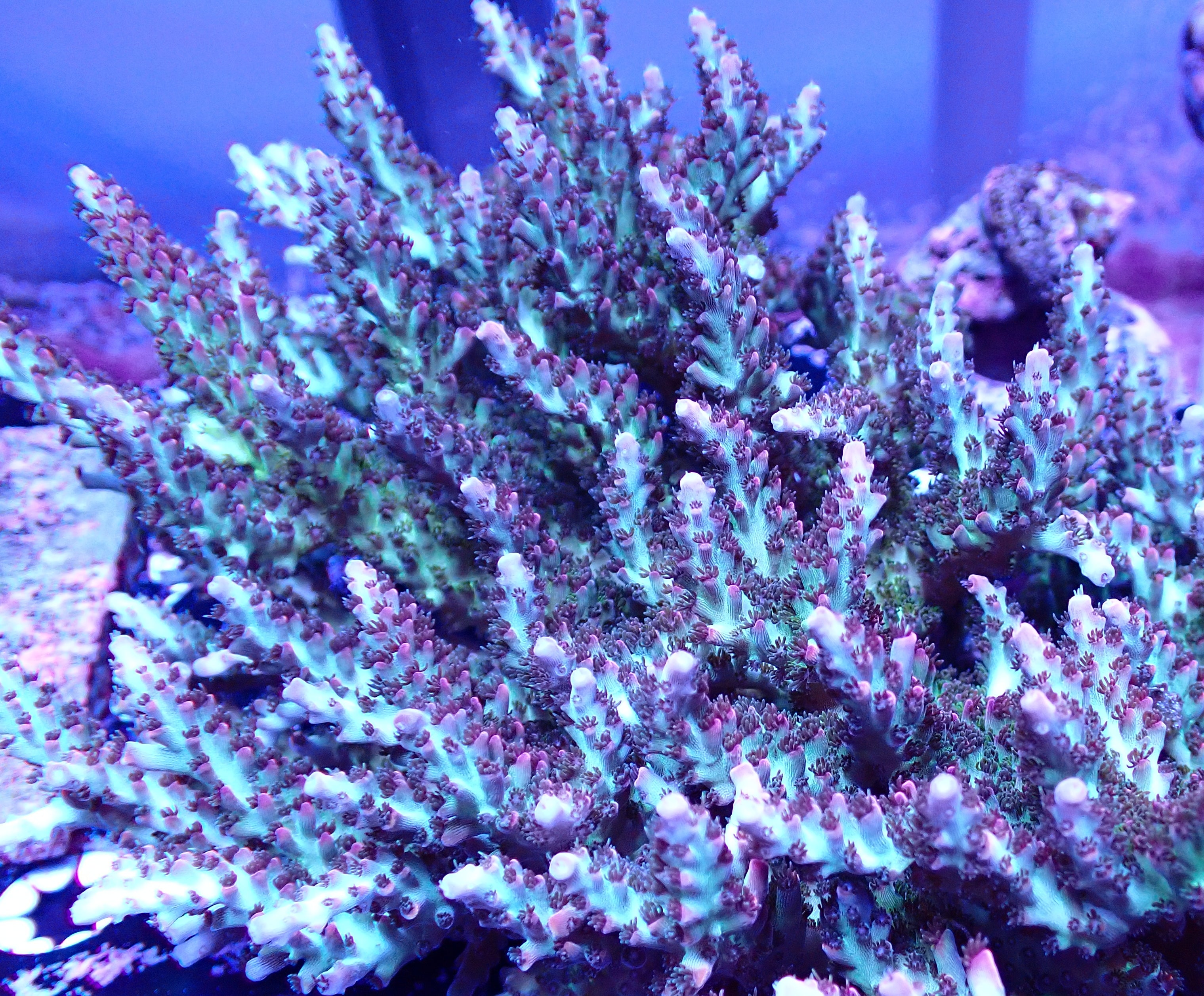 GREG HILLER Aqua Delight – SPS tank